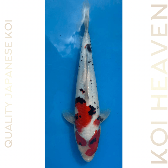 Dainichi koi farm Showa Tosai 36cm | Koi Heaven